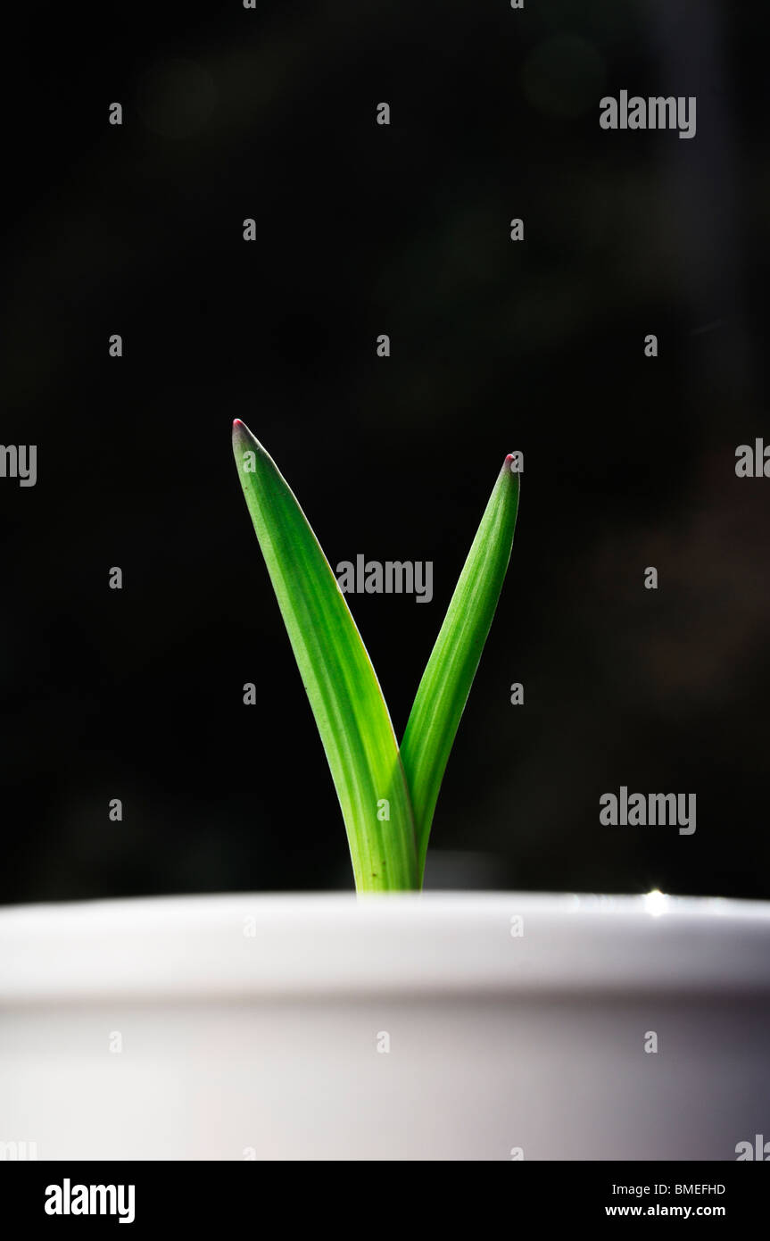 Shield budding hi-res stock photography and images - Alamy