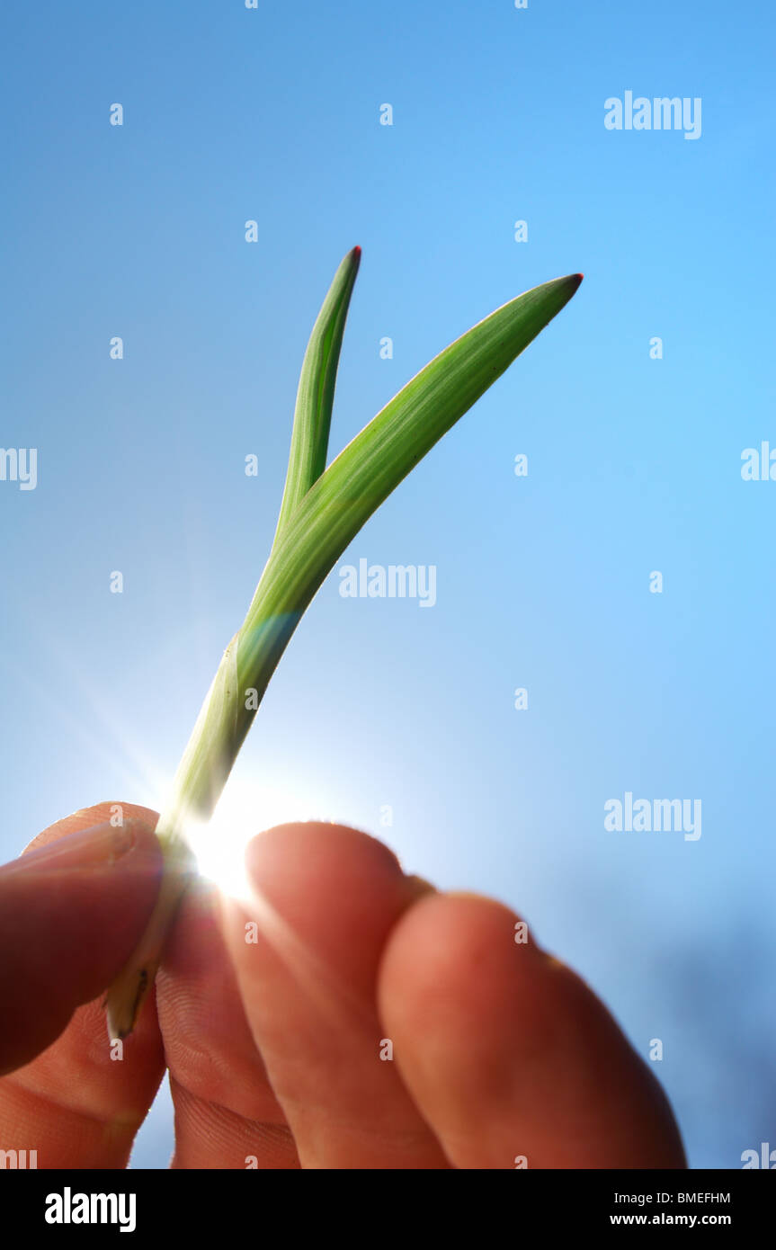 Shield budding hi-res stock photography and images - Alamy