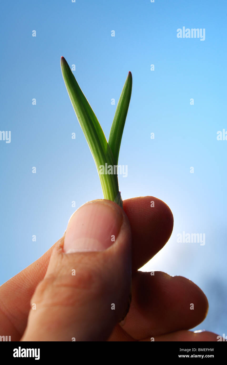 Scandinavia, Sweden, Human hand holding seedling, close-up Stock Photo ...