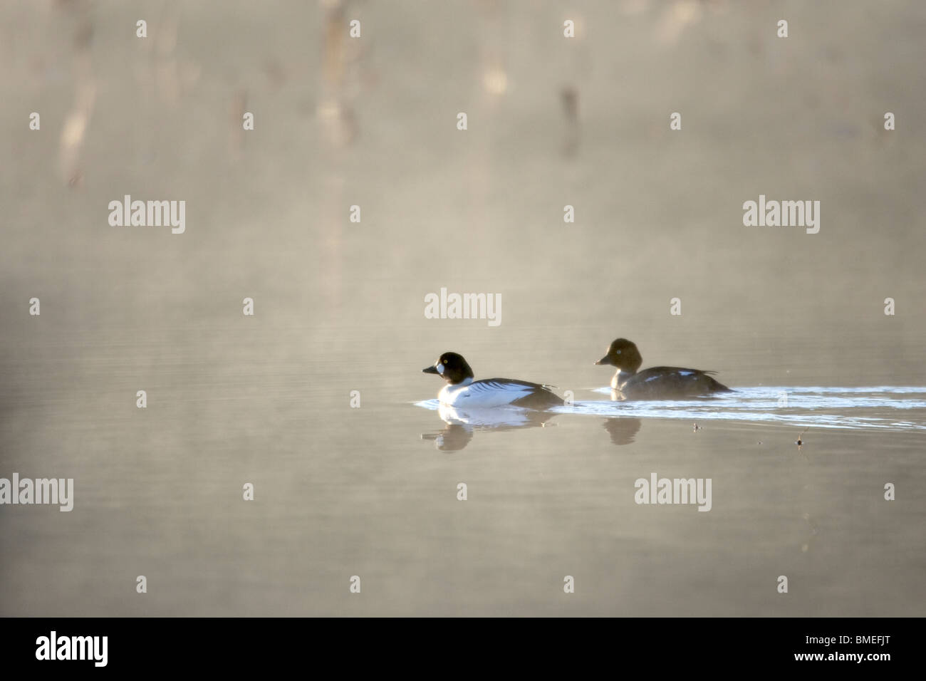 Scandinavia, Sweden, Uppland, Goldeneye duck floating on water Stock ...