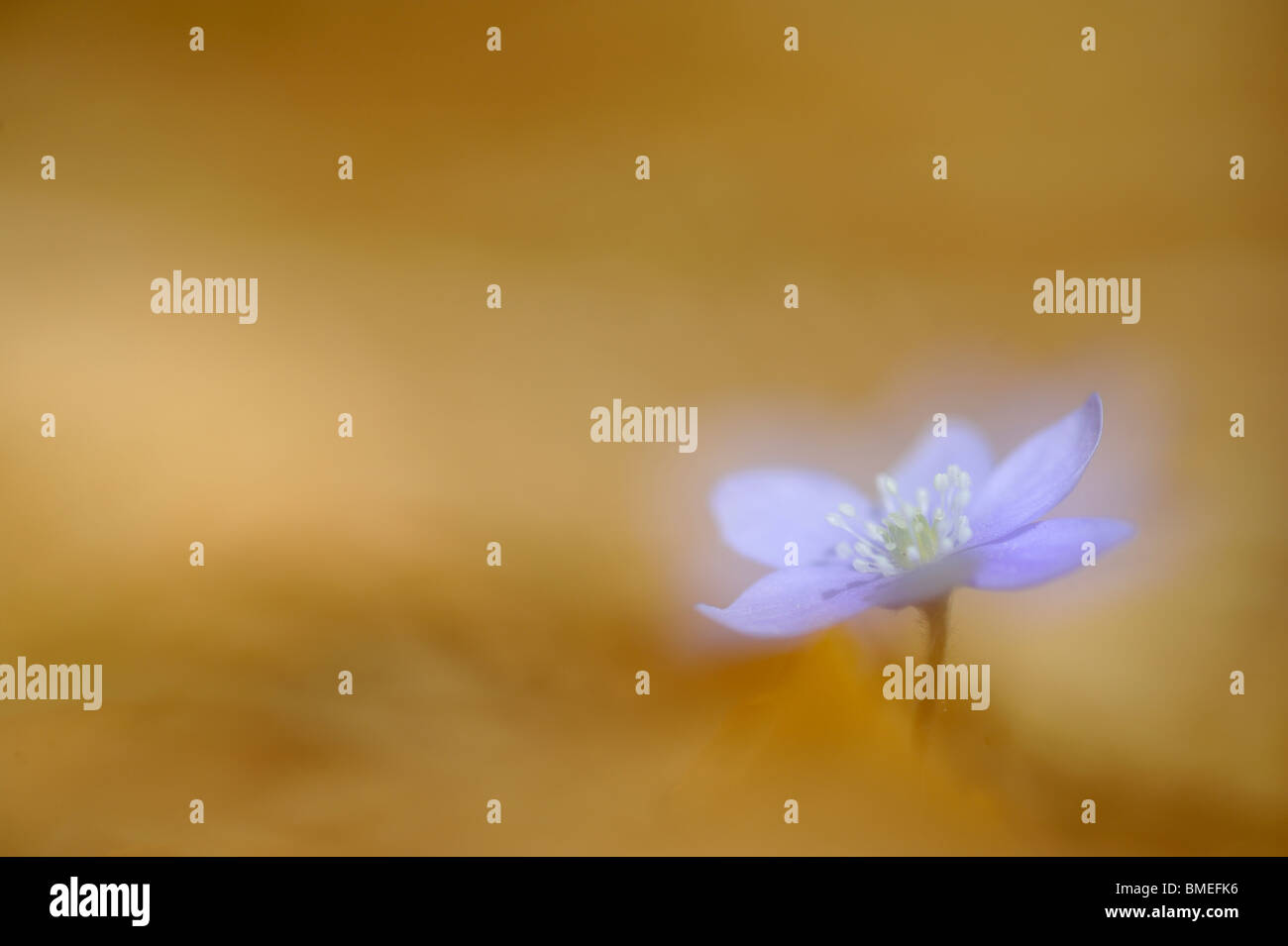 Swedish spring flowers High Resolution Stock Photography and Images - Alamy