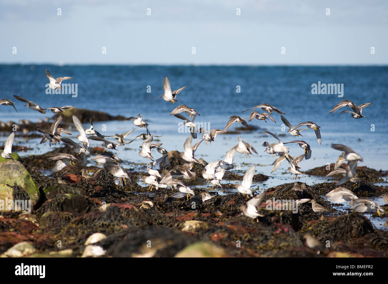 Flying plover hi-res stock photography and images - Alamy
