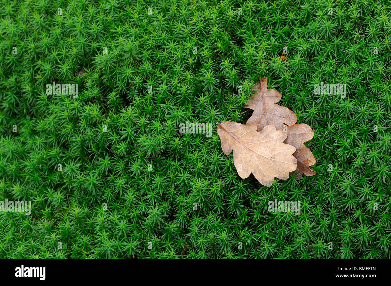Scandinavian moss hi-res stock photography and images - Alamy