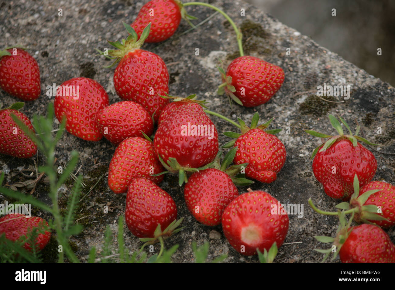 Strawberries in June Stock Photo - Alamy