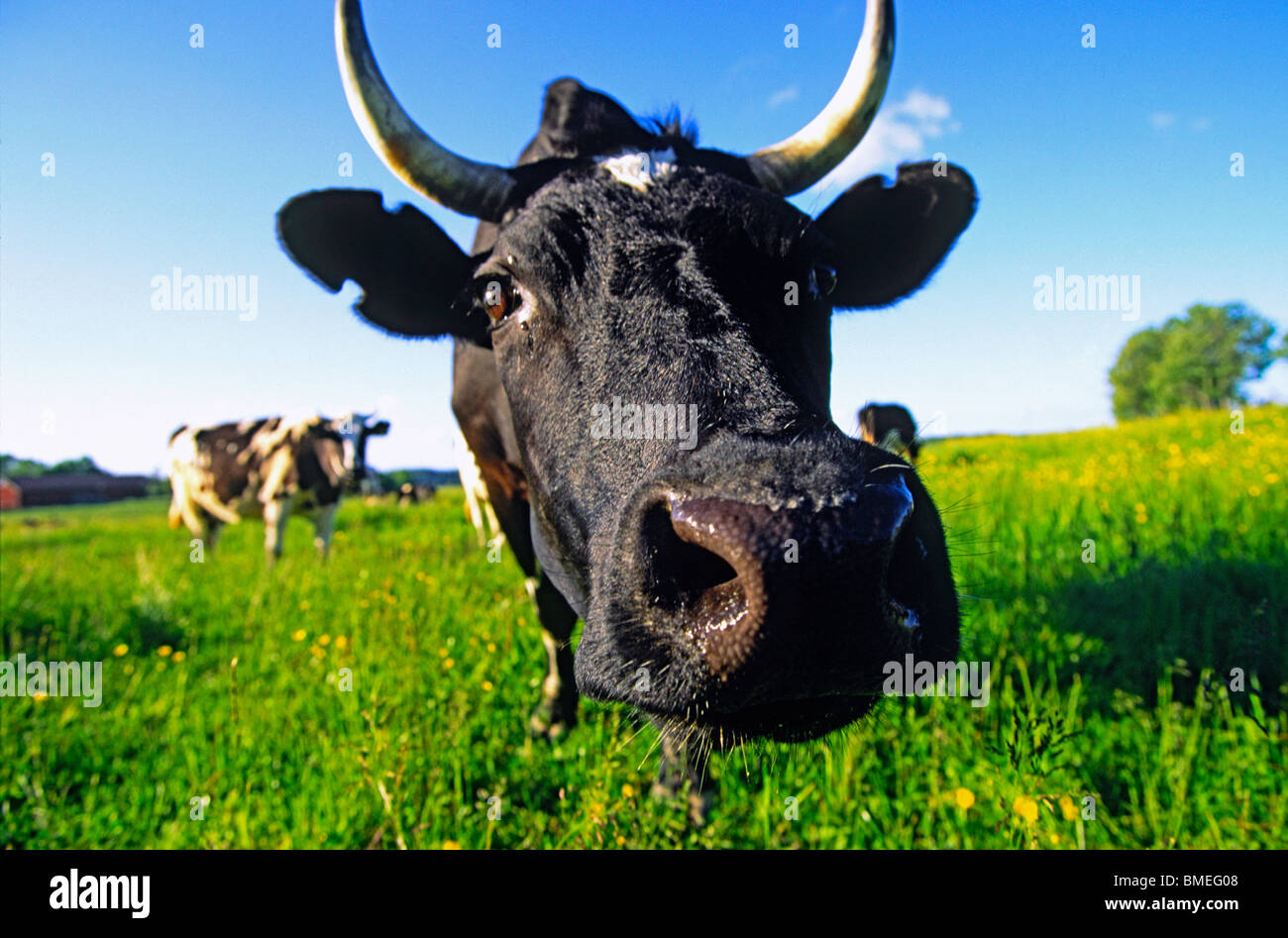 Cattle grazing, Sweden Stock Photo - Alamy