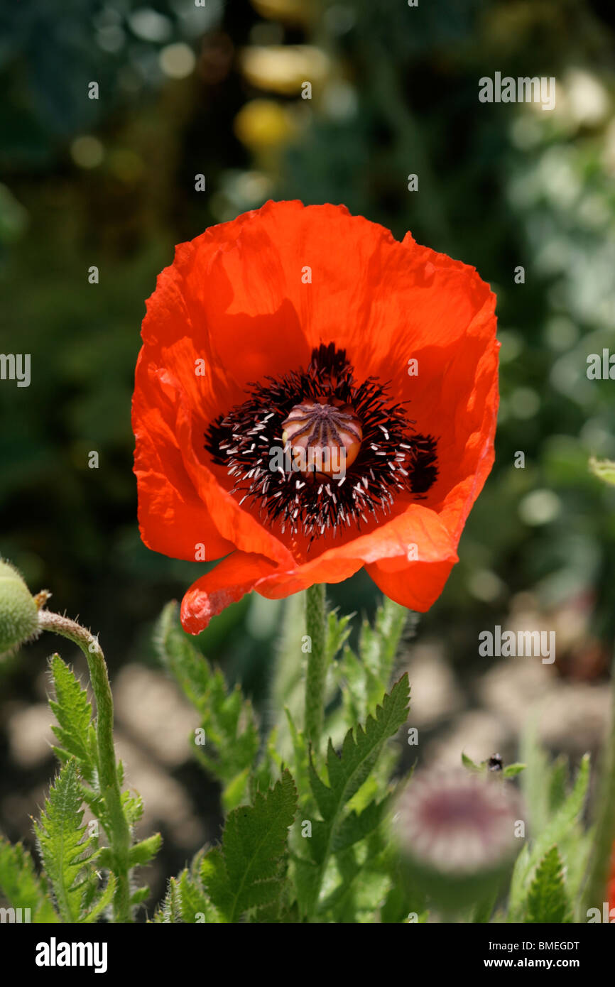 Pavot rouge hi-res stock photography and images - Alamy