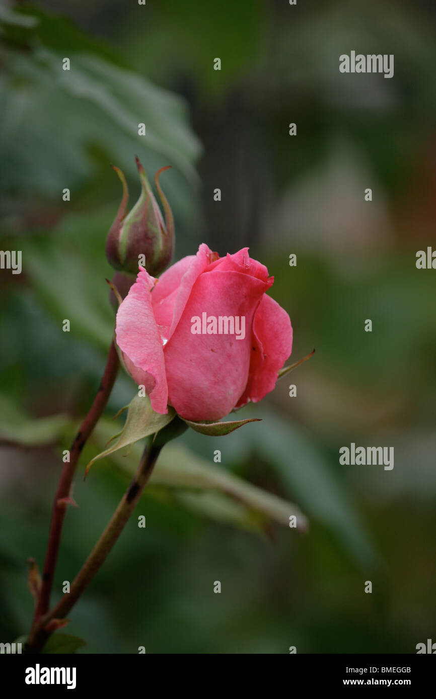 Pink rose bud Stock Photo - Alamy