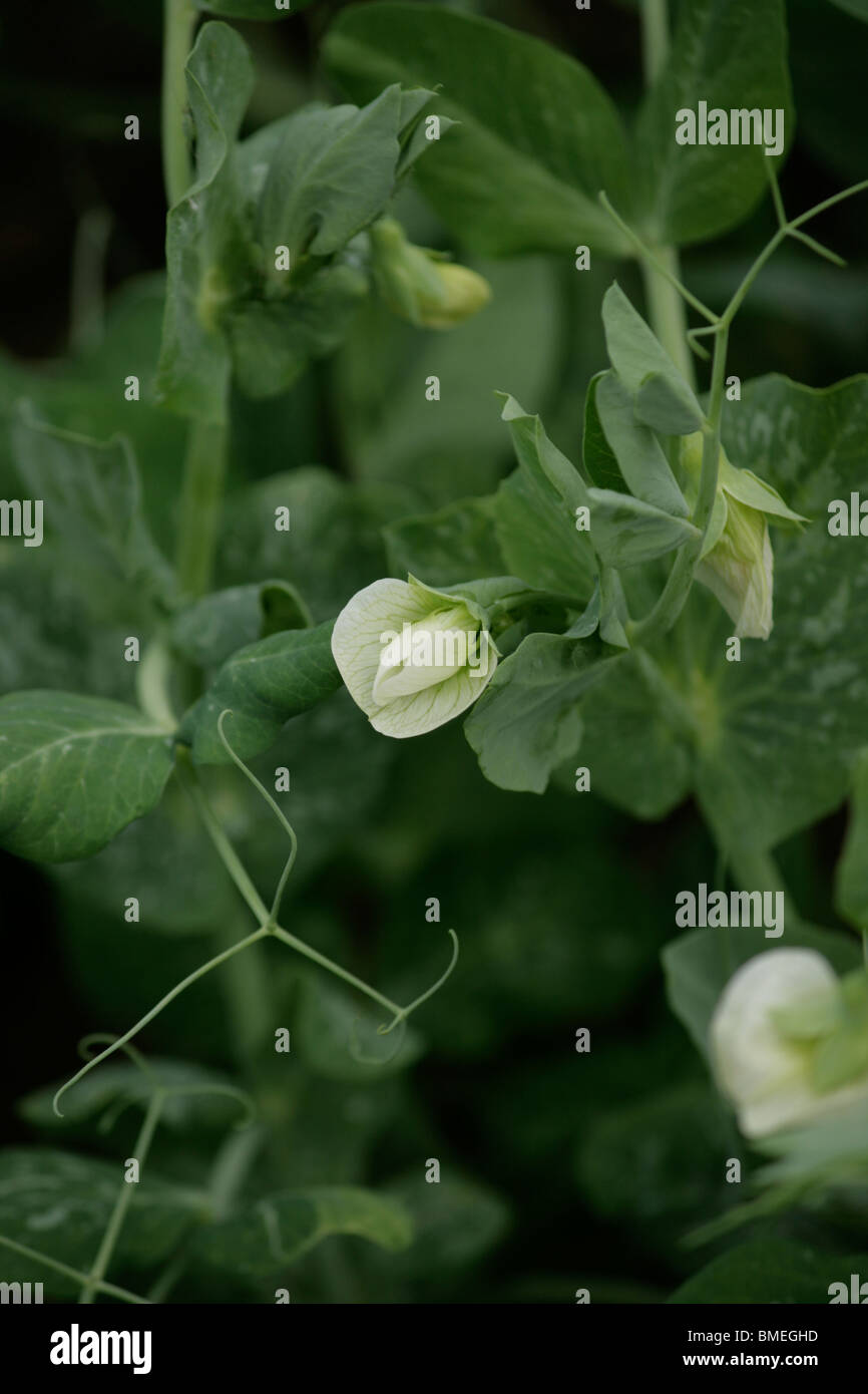 Green peas flower. Spring vegetables garden Stock Photo - Alamy