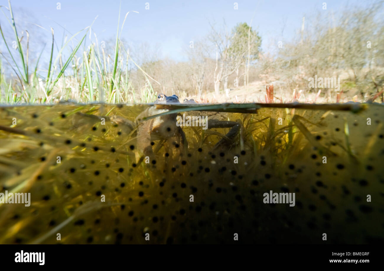 Common frog and frogspawn hi-res stock photography and images - Alamy