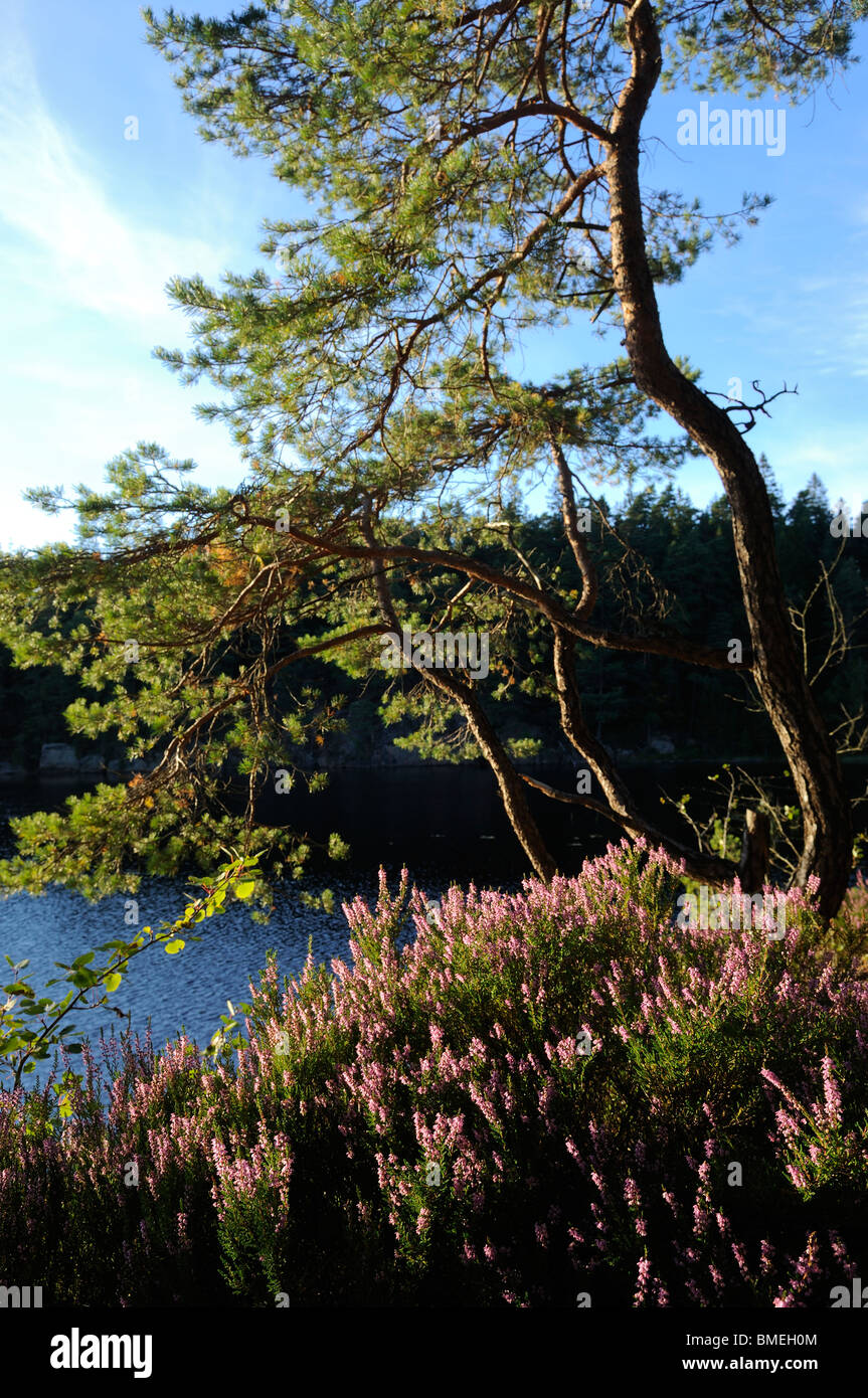 Heather flowers hi-res stock photography and images - Alamy