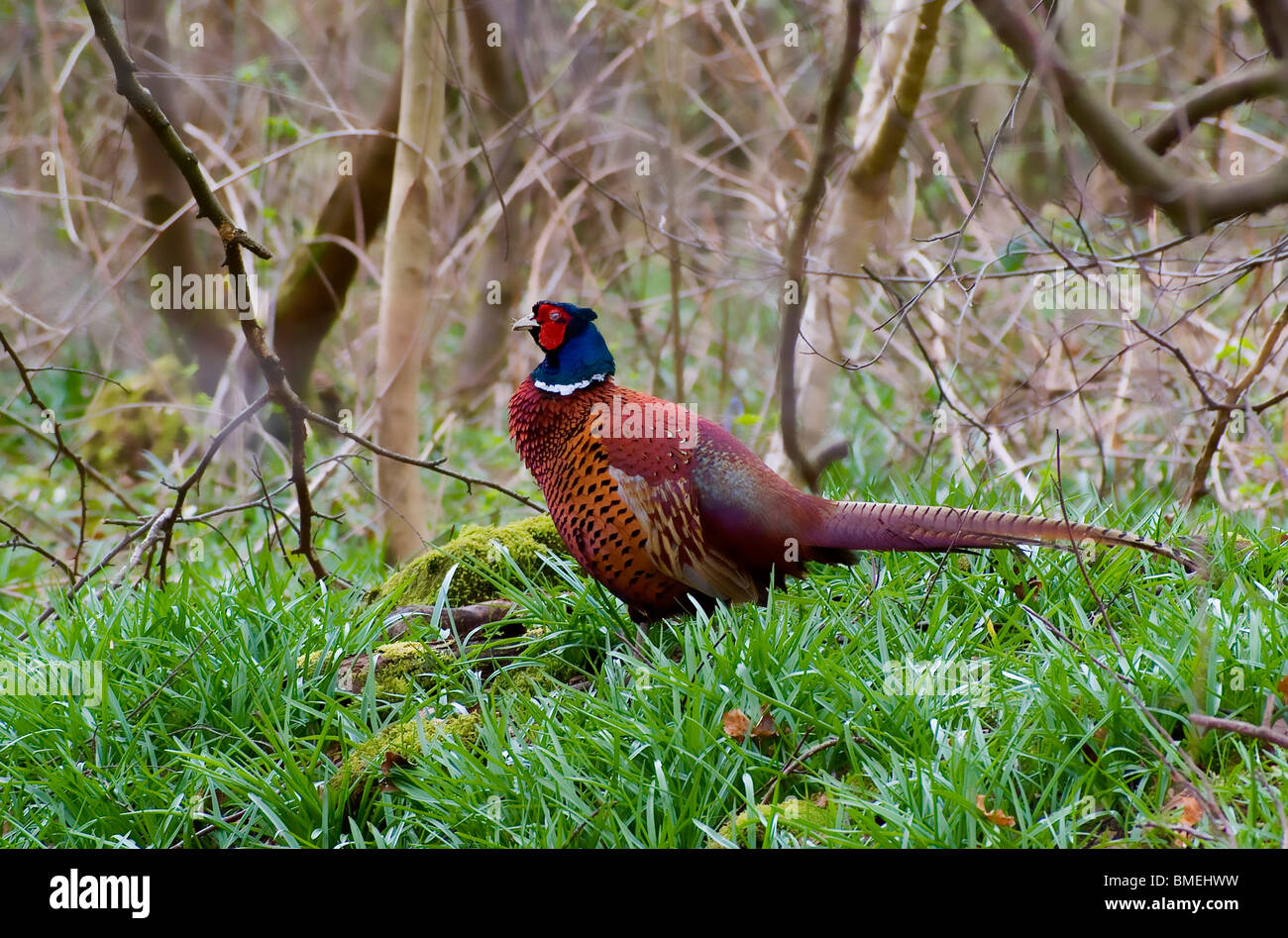 A Pheasant, Strid Wood, Bolton Abbey, North Yorkshire, England Stock ...