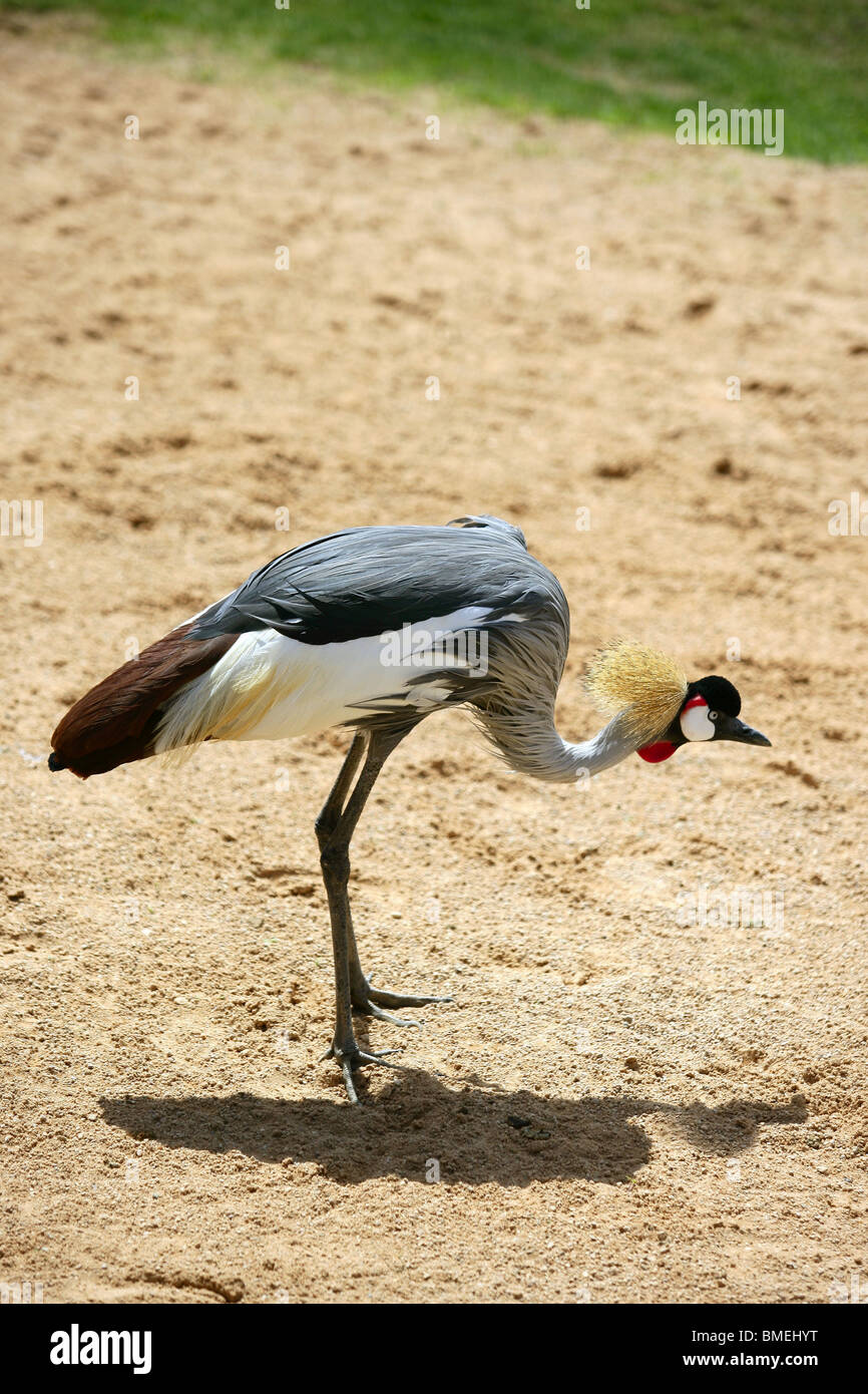 African crown crane side profile view dired clay soil Stock Photo - Alamy