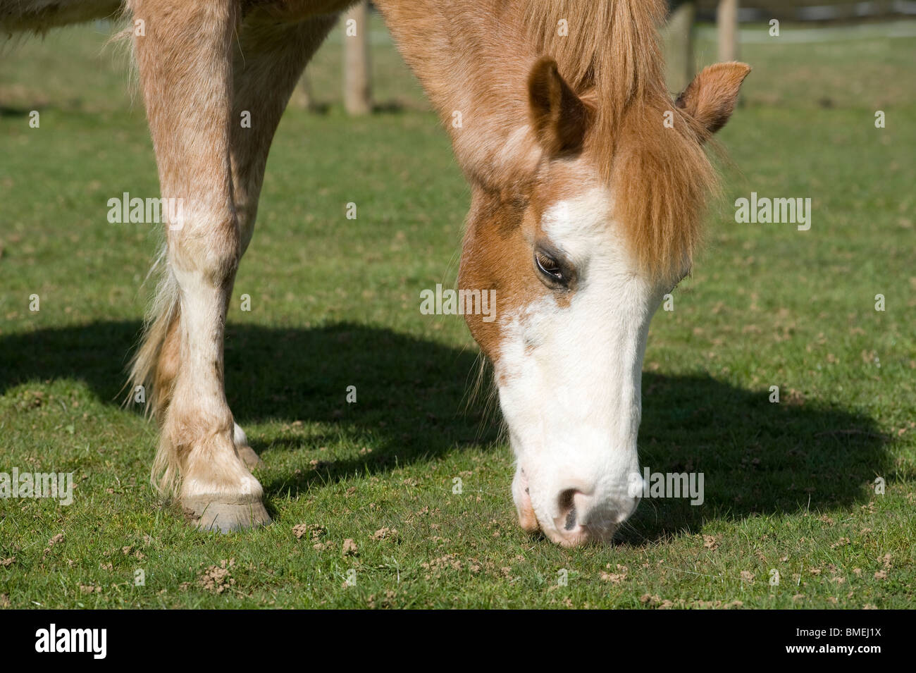 Strawberry roan pony hi-res stock photography and images - Alamy