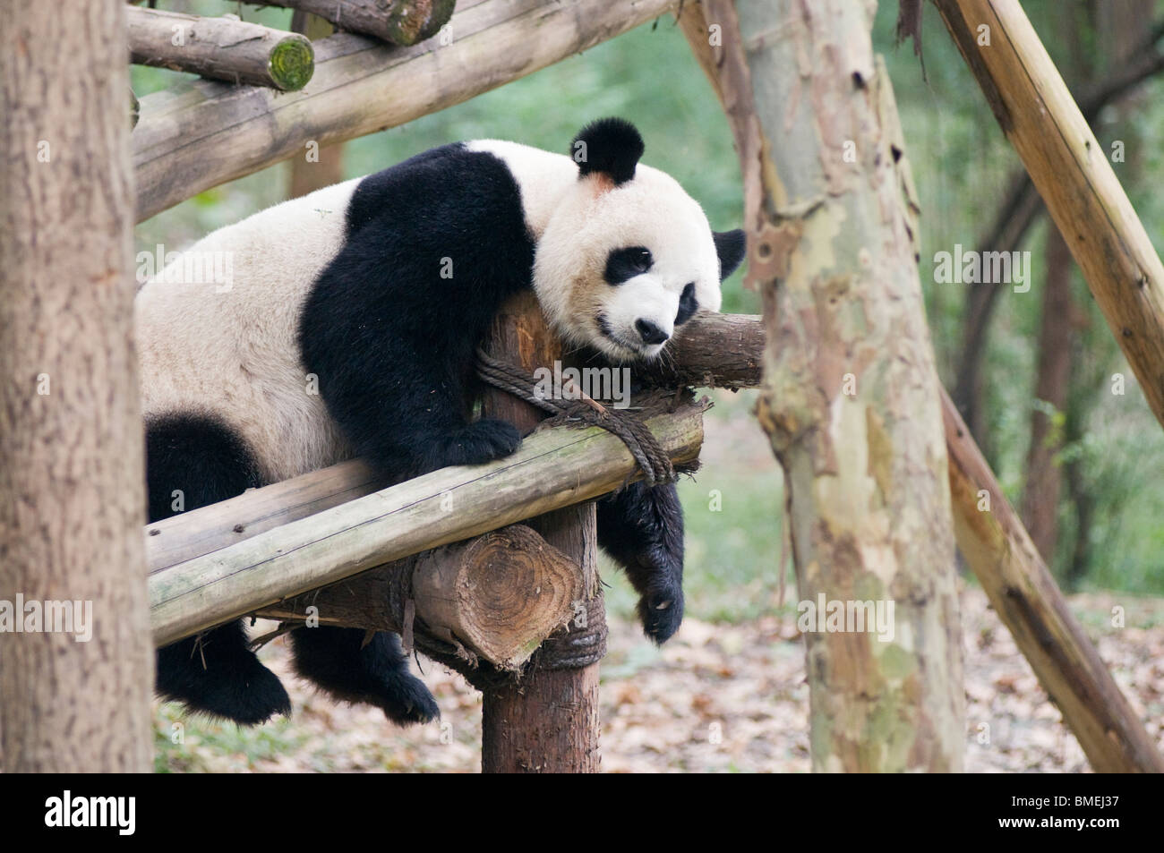 Giant Panda breeding and research center, Chengdu, China Stock Photo ...