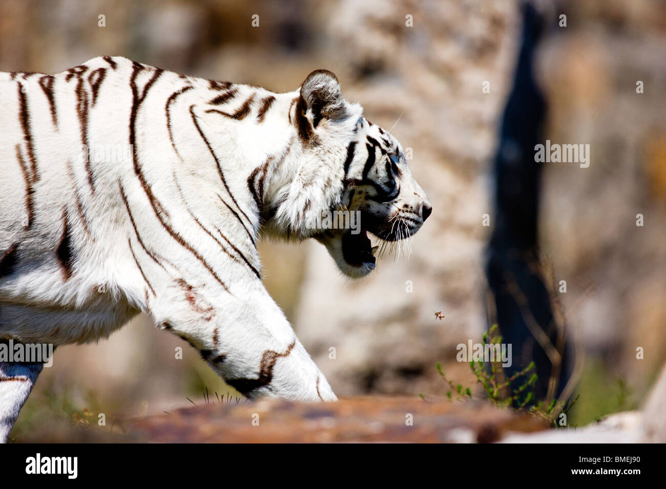 White tiger in Bejing Wildlife Park, Beijing, China Stock Photo - Alamy