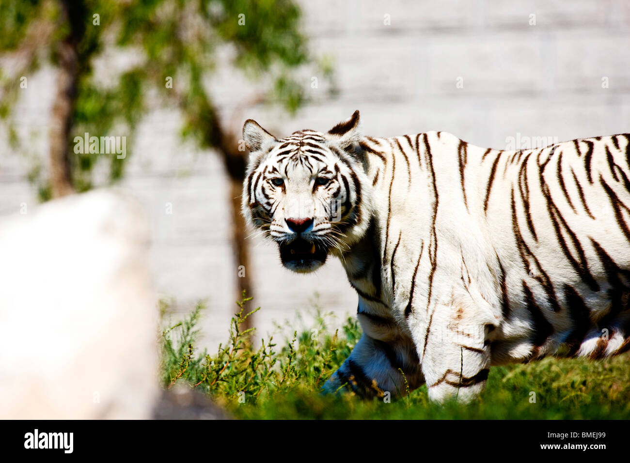 White tiger in Bejing Wildlife Park, Beijing, China Stock Photo - Alamy