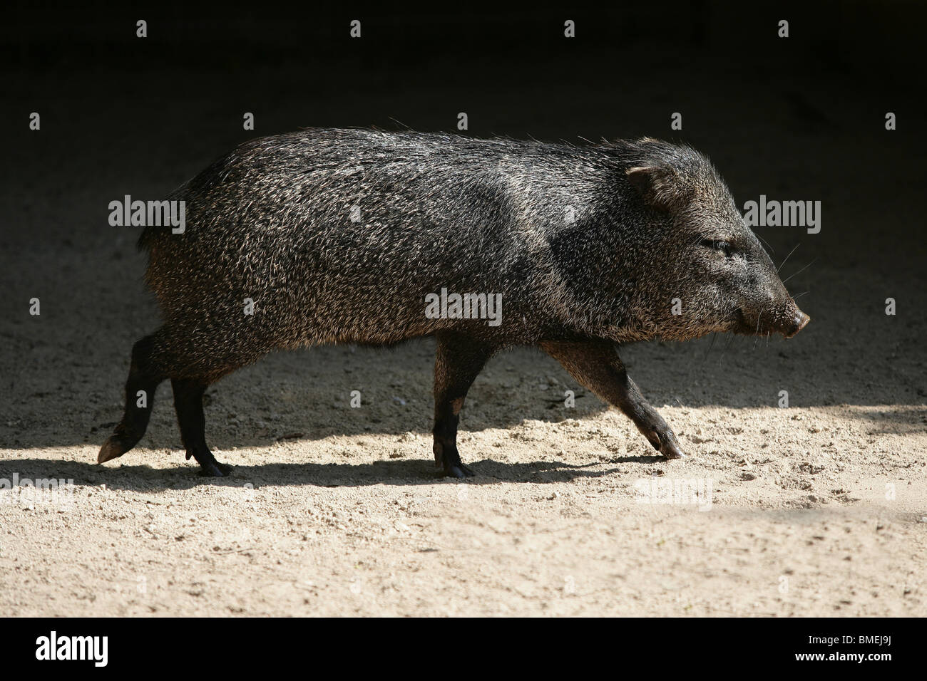 Little Pecari pig walking between sun shadows Stock Photo - Alamy