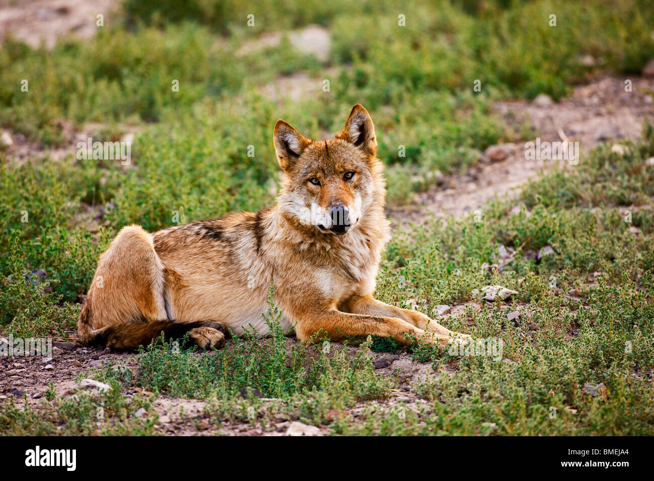 Wolf resting, Bejing Wildlife Park, Beijing, China Stock Photo - Alamy
