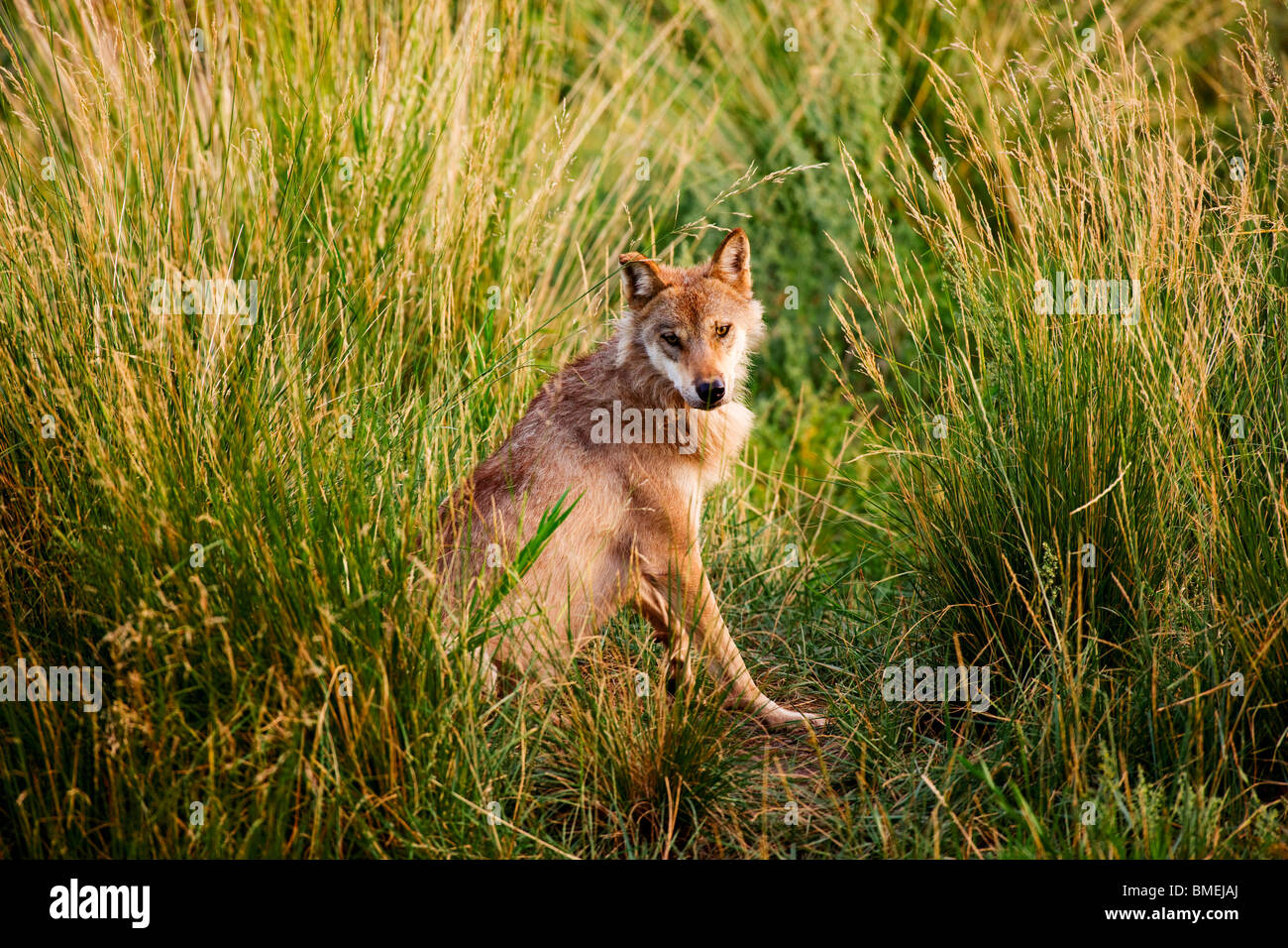 Wolf in long grass, Bejing Wildlife Park, Beijing, China Stock Photo ...