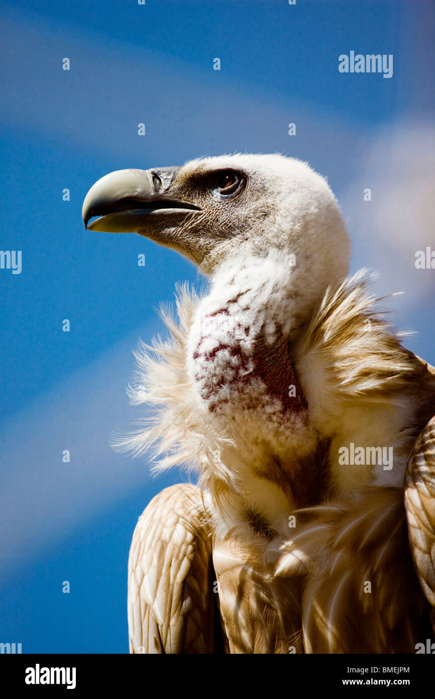 The wildlife shot hi-res stock photography and images - Alamy