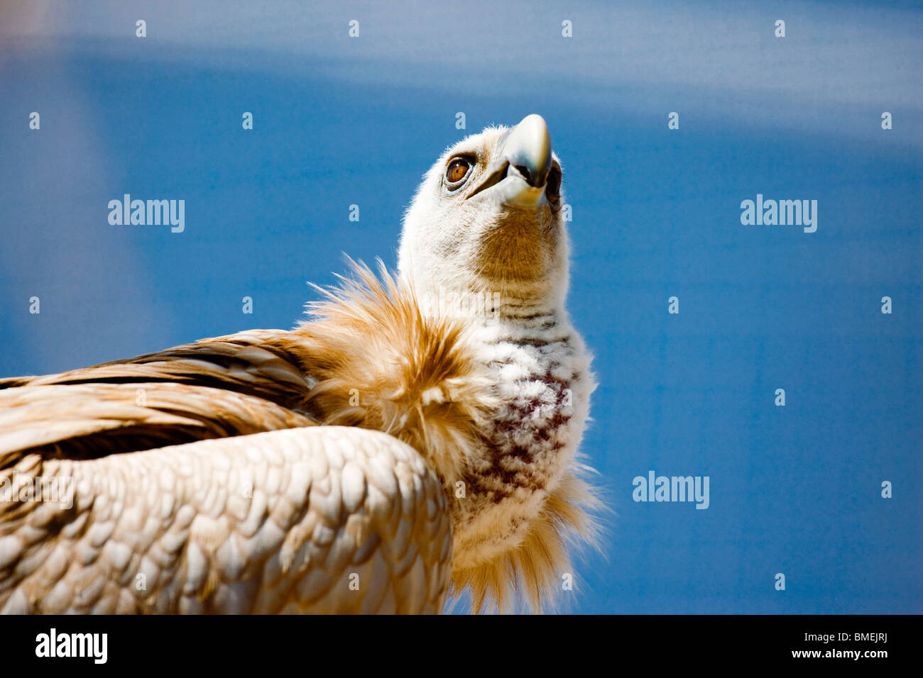 Close-up of a condor, Bejing Wildlife Park, Beijing, China Stock Photo ...