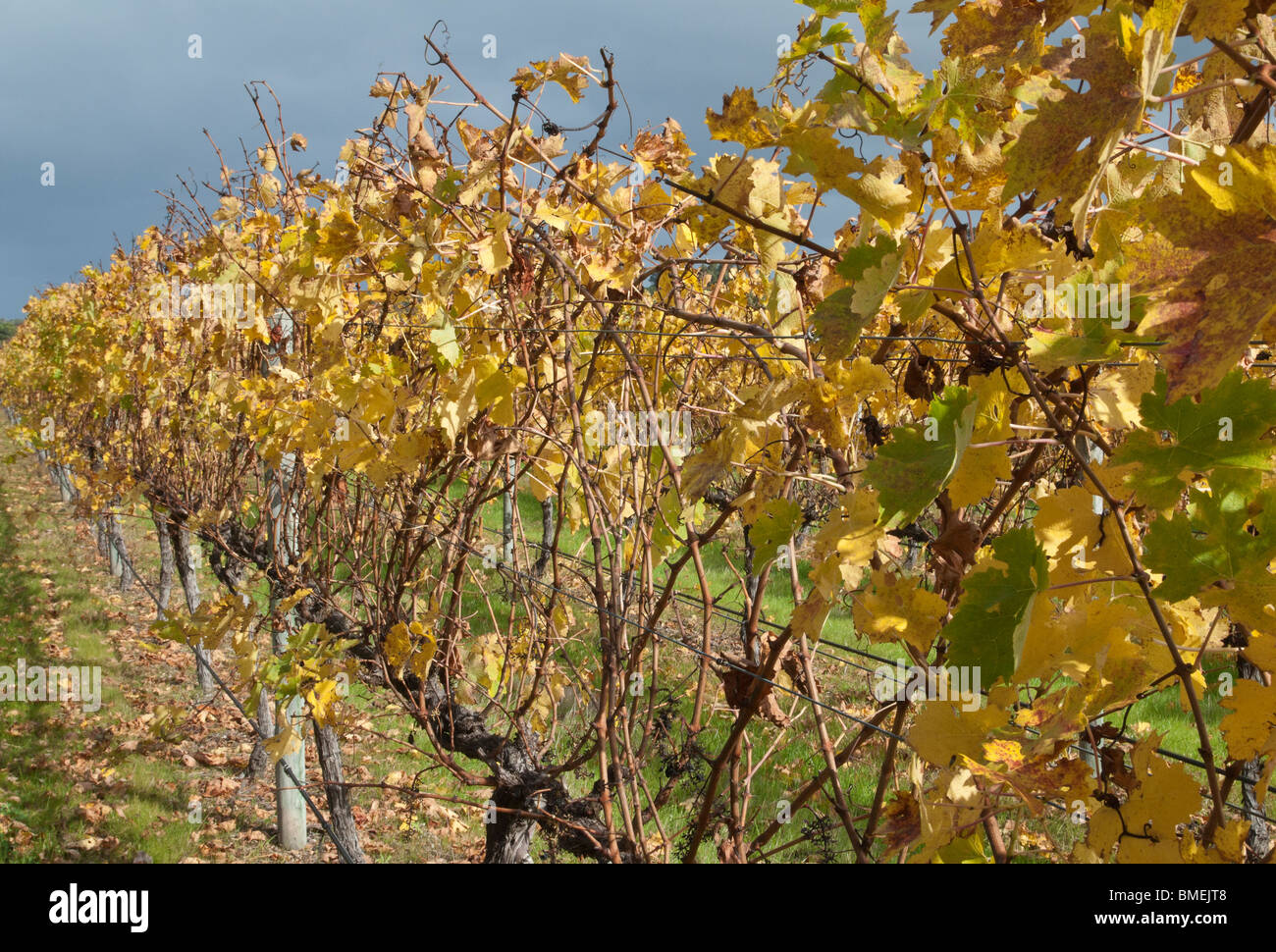 Margaret River region grape vines in Autumn, Western Australia Stock ...