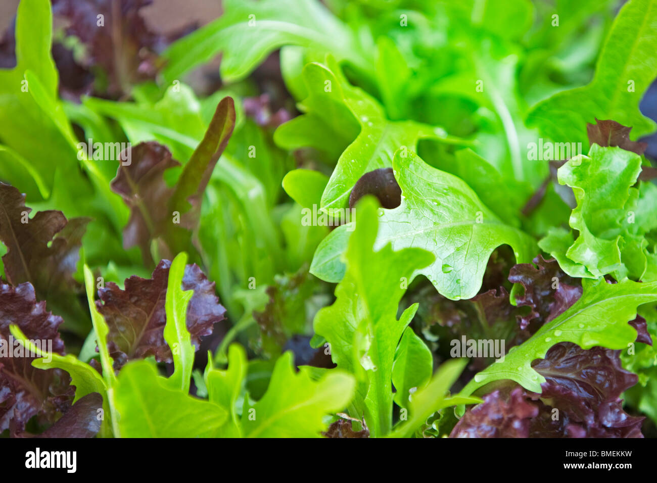 Lettuce Leaf salad Stock Photo - Alamy
