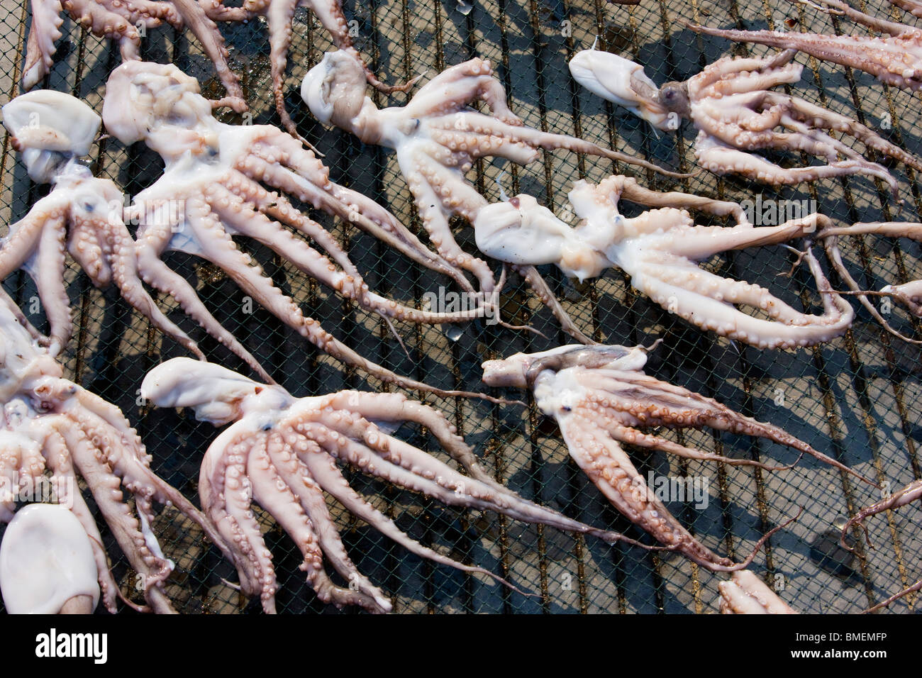 Octopus laying out to dry under the sun, Zhoushan City, Zhejiang ...