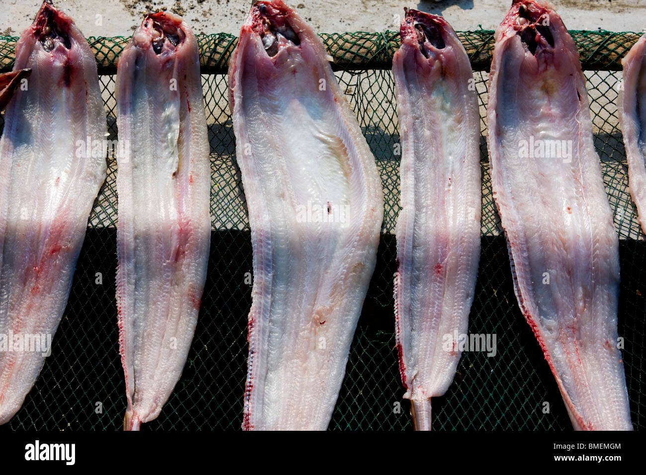Gutted fish laying out to dry under the sun, Zhoushan City, Zhejiang ...