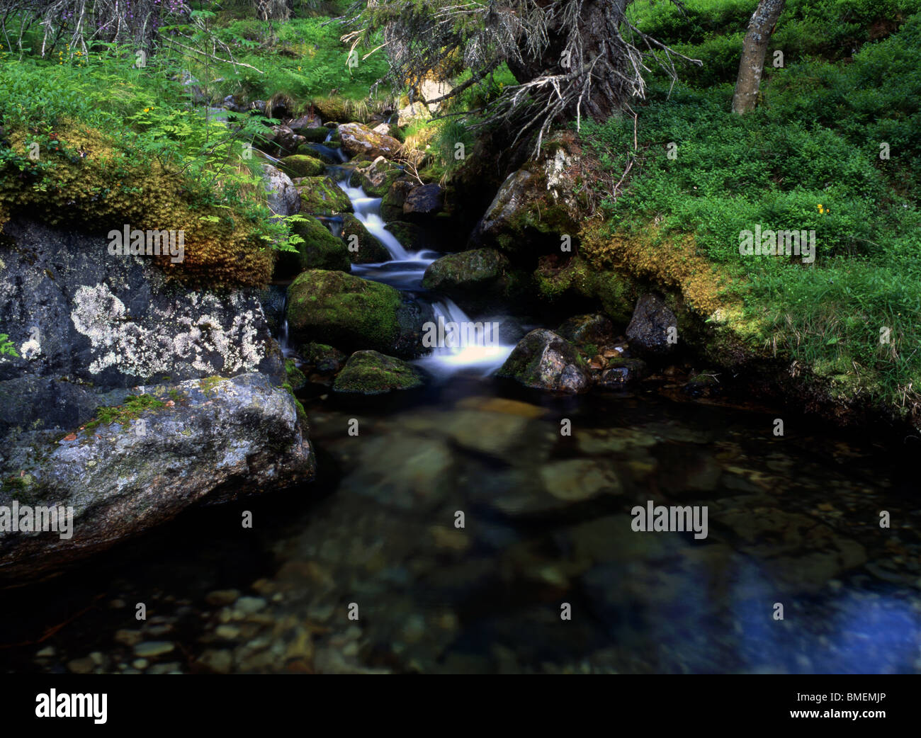 Beautiful cascade stream in forest. Clear water and green grass Stock ...