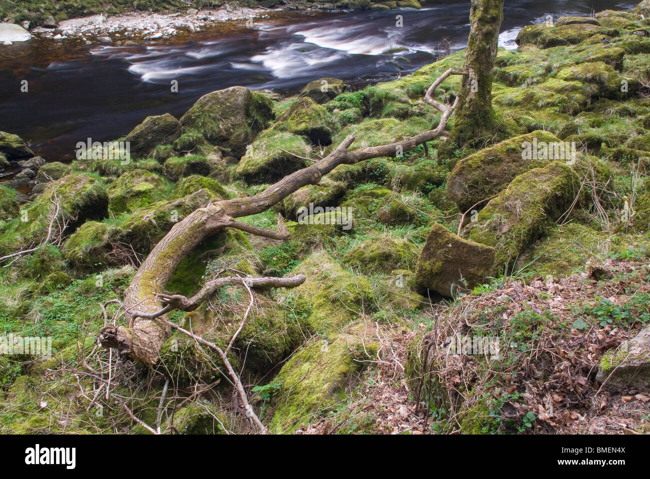 Strid Wood, Bolton Abbey, North Yorkshire, England Stock Photo - Alamy