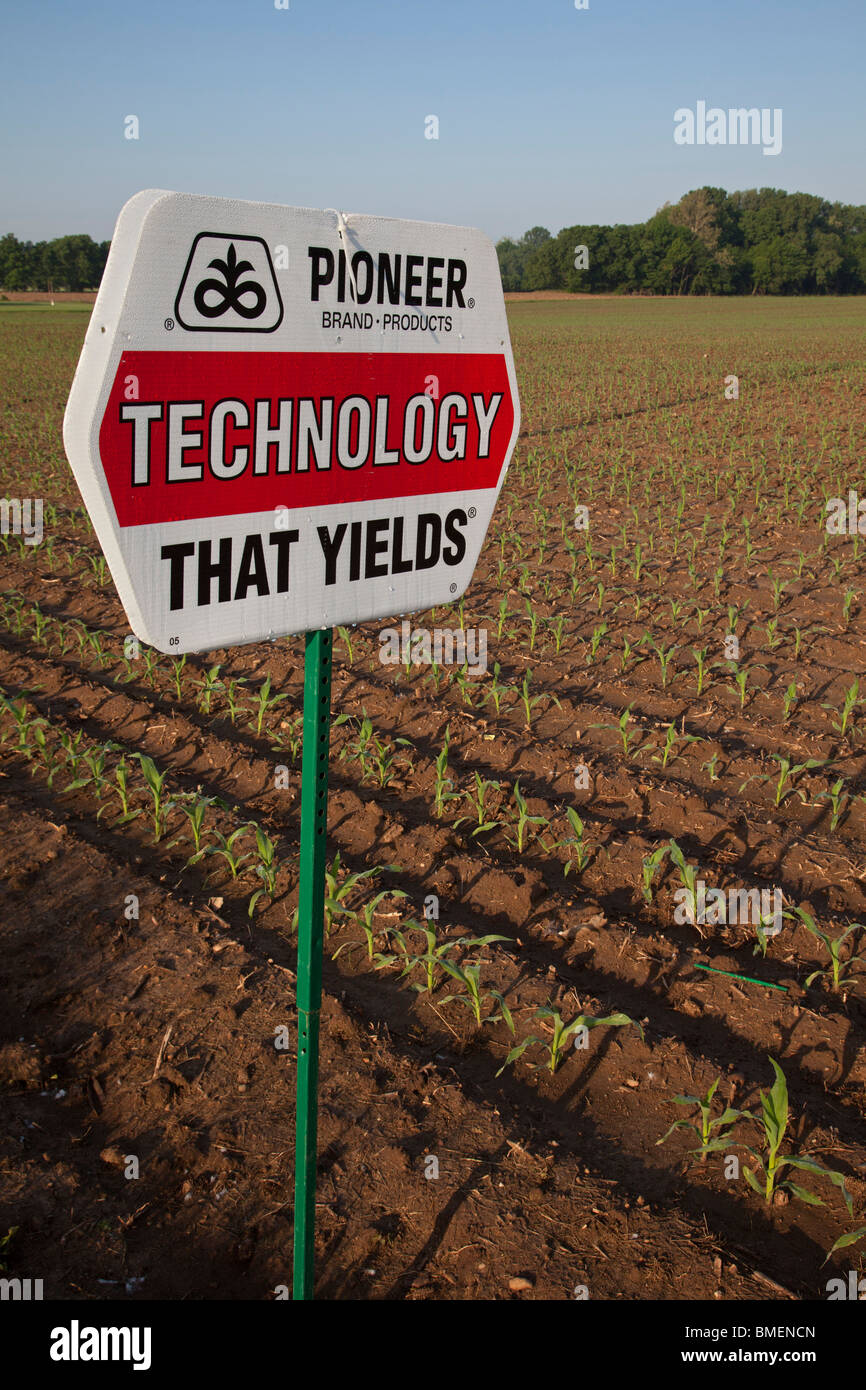 Hybrid Corn Crop Stock Photo - Alamy