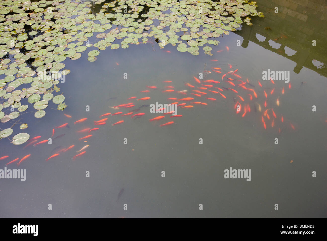 Red carp hi-res stock photography and images - Alamy