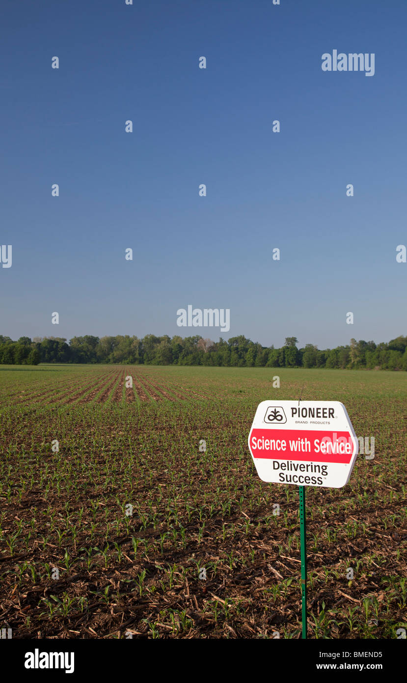 Hybrid Corn Crop Stock Photo - Alamy
