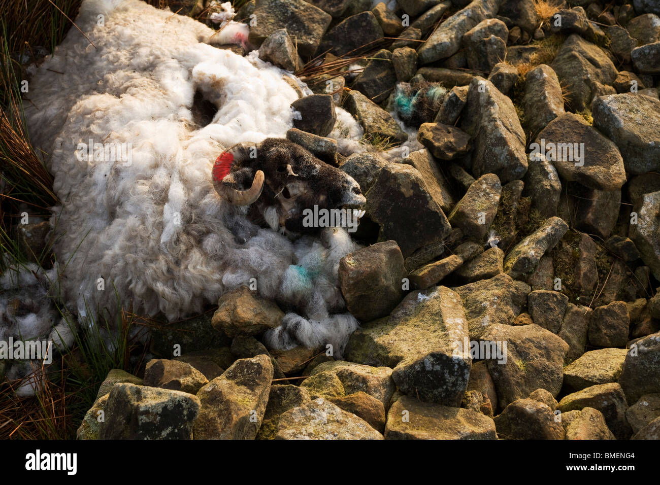 Dead ewe sheep lies decomposing at a collapsed dry stone wall on Nether ...