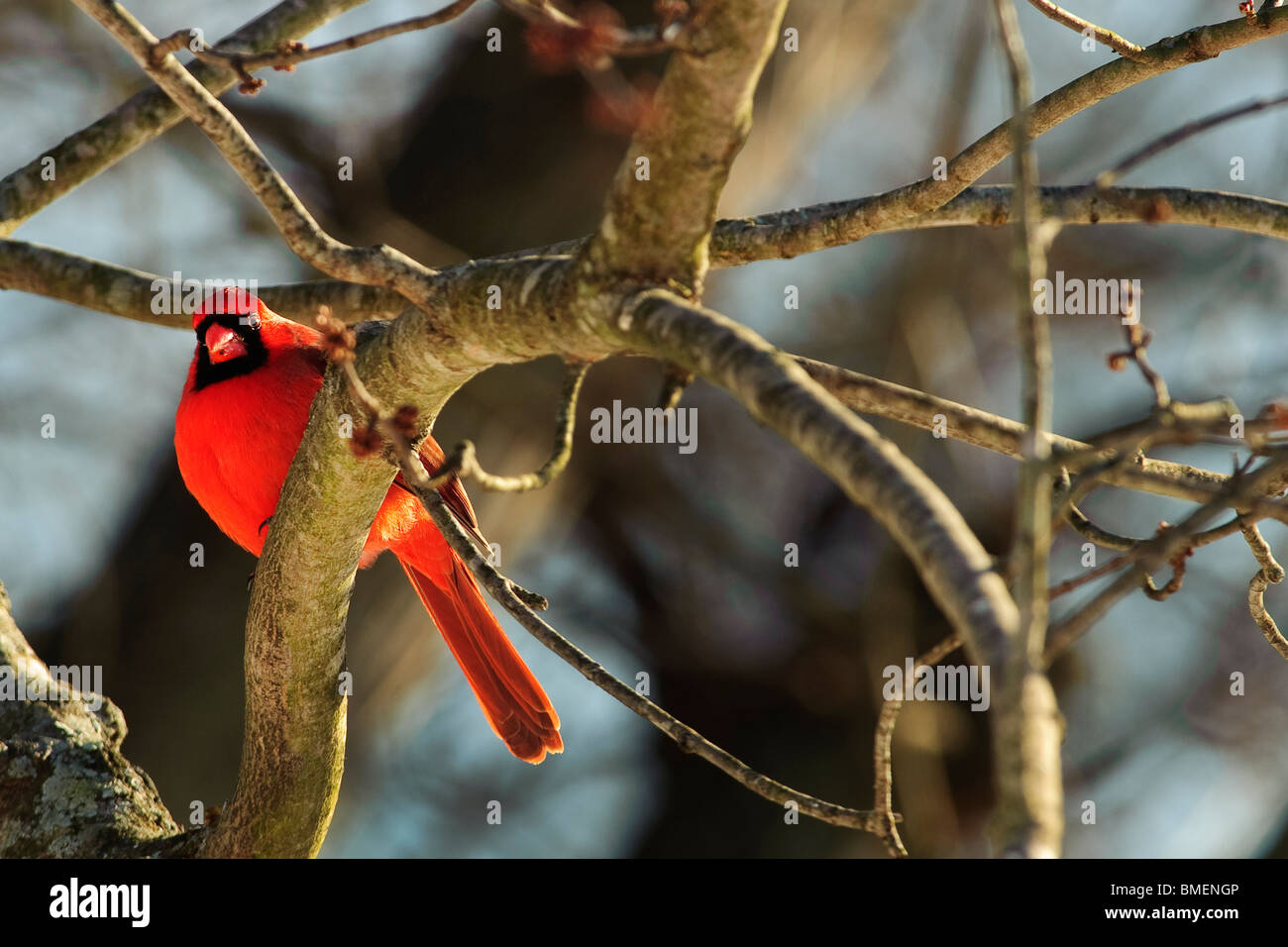 Male northern cardinal in tree Stock Photo - Alamy