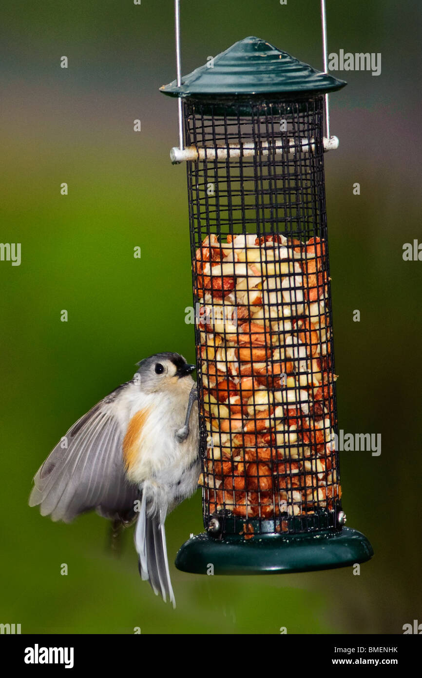 Peanuts flight hi-res stock photography and images - Alamy