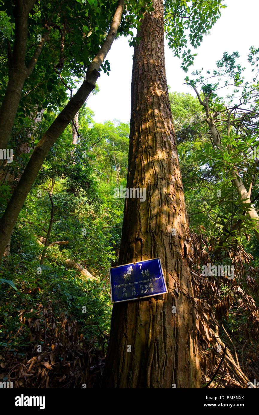 Sassafras tzumu tree in Guodong Ancient Ecological Village, Jinhua City ...