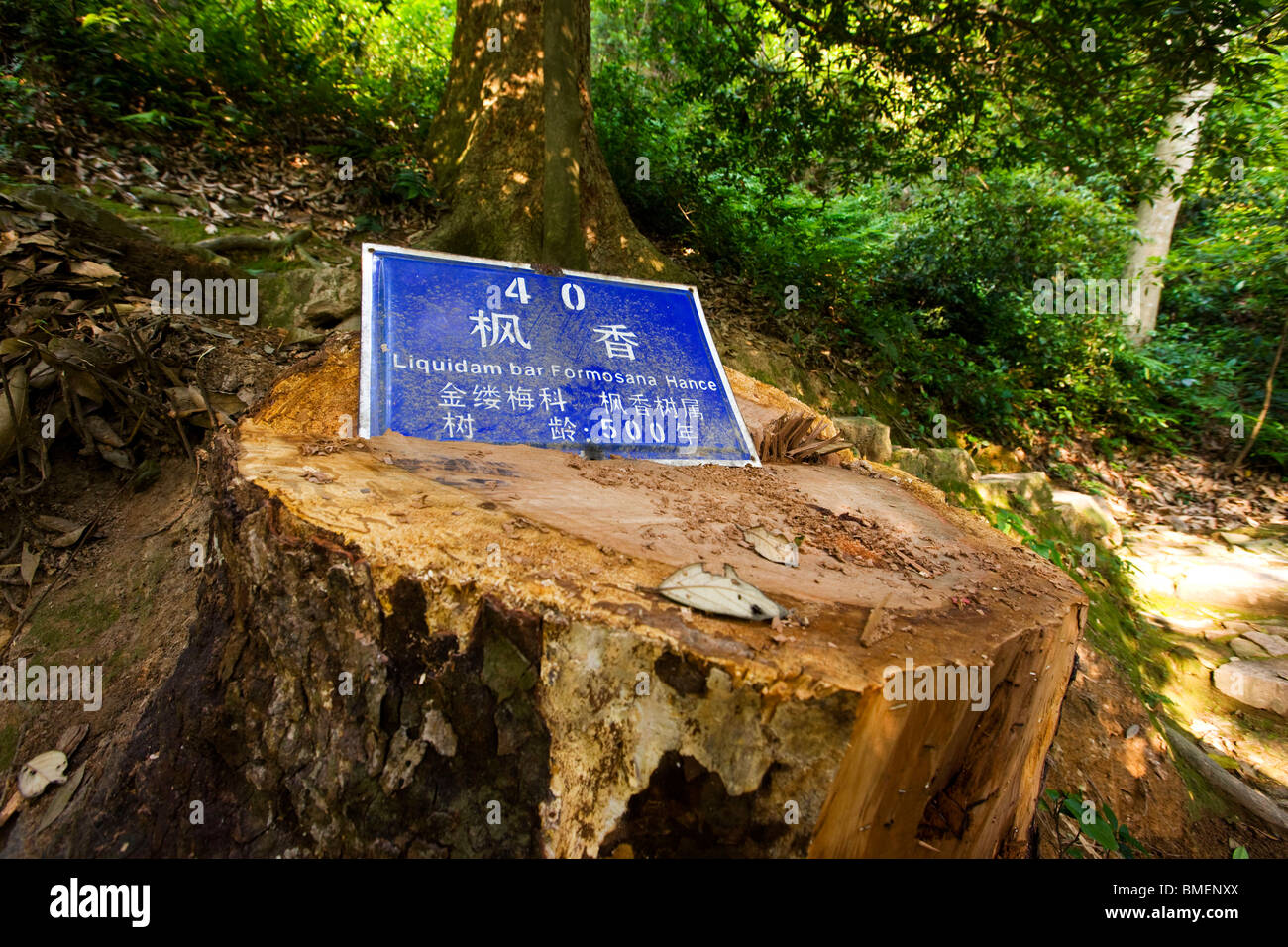 Liquidam hi-res stock photography and images - Alamy