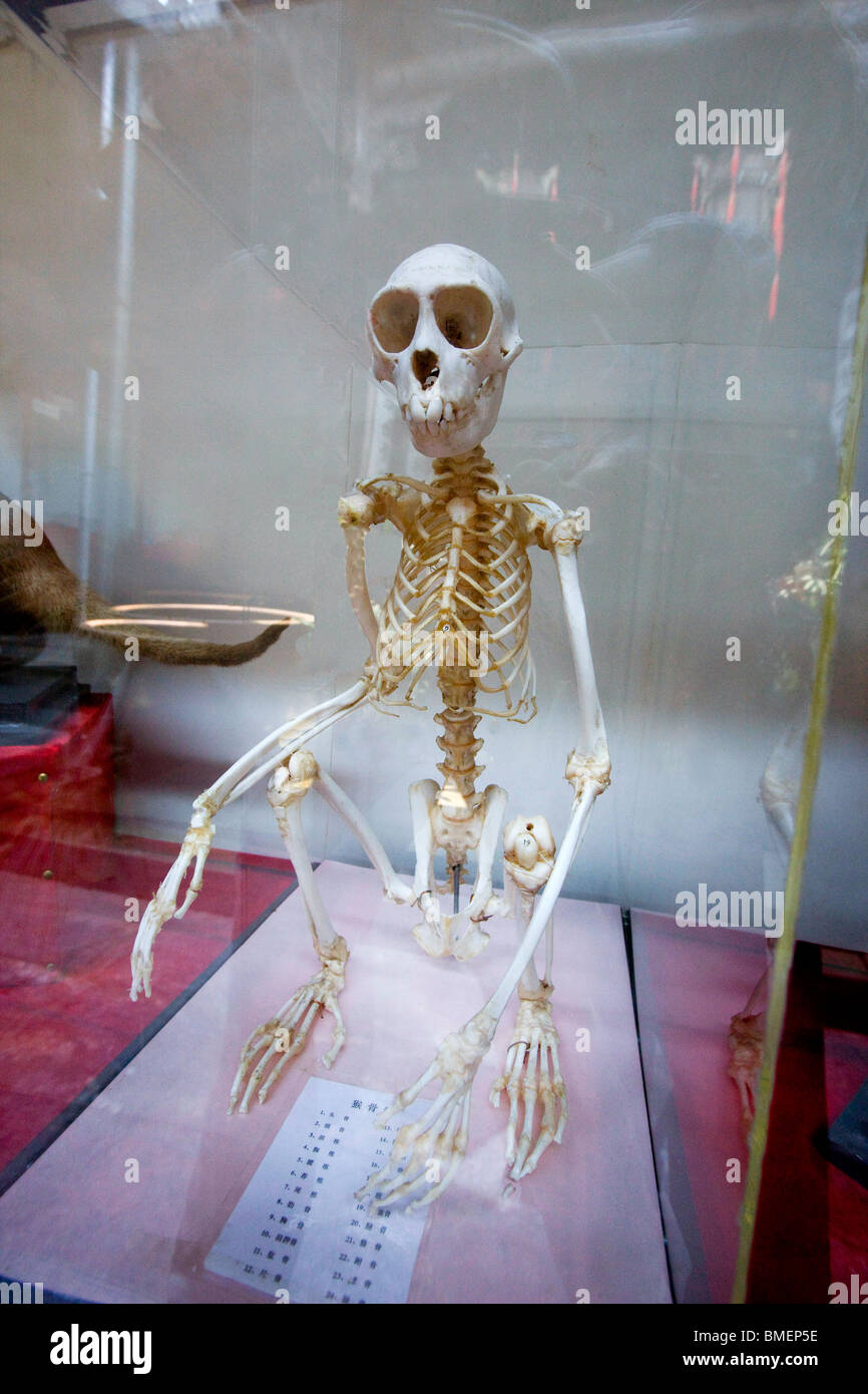 Monkey skeleton in a local Chinese herbal medicine store, Zhuge Bagua ...