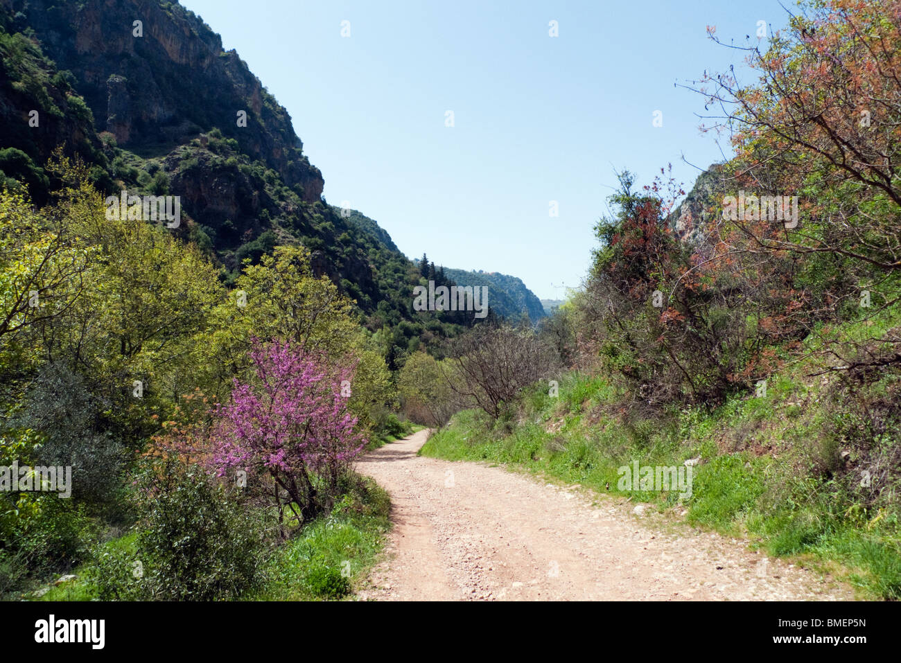 Cedars of god lebanon hi-res stock photography and images - Alamy