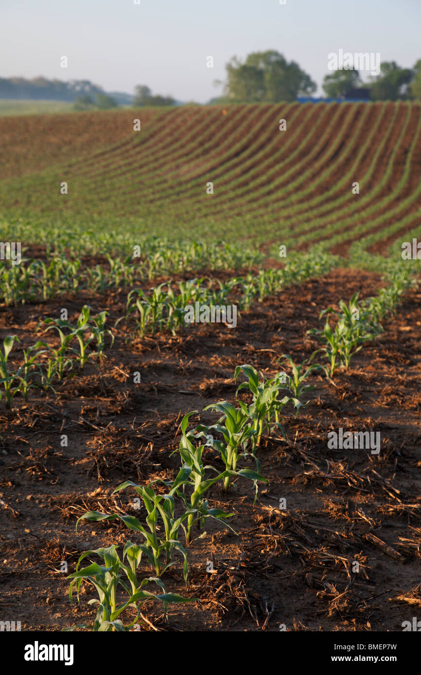 New Palestine, Indiana - A corn crop on a farm in central Indiana Stock ...