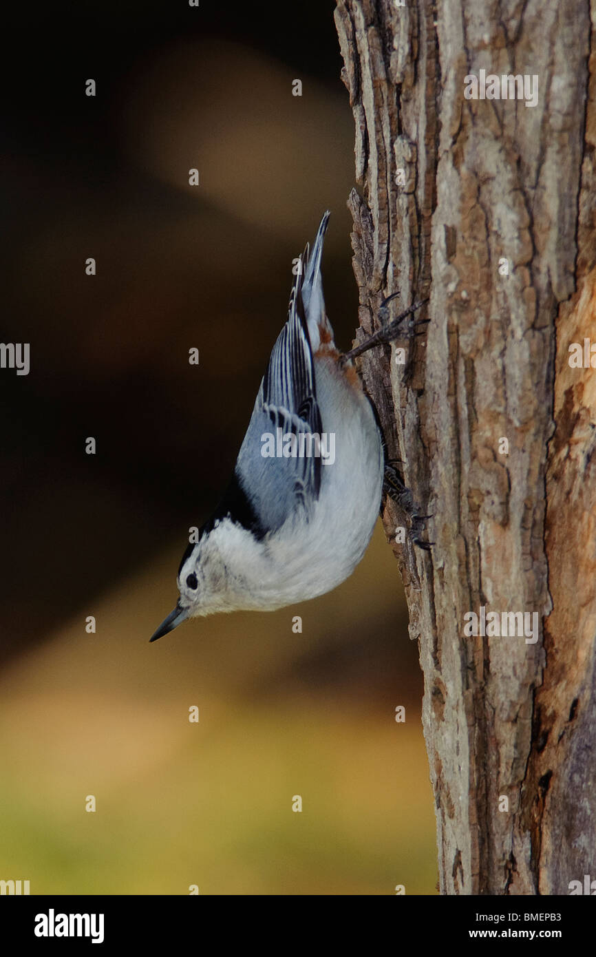 White breasted nuthatch walking down tree Stock Photo - Alamy