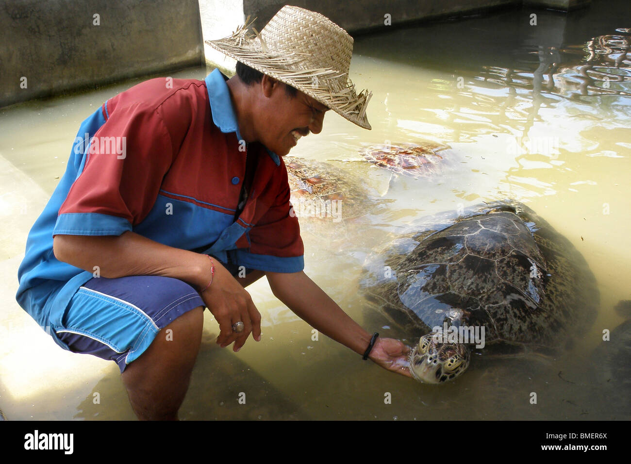 man with turtle, Bali, Indonesia Stock Photo - Alamy