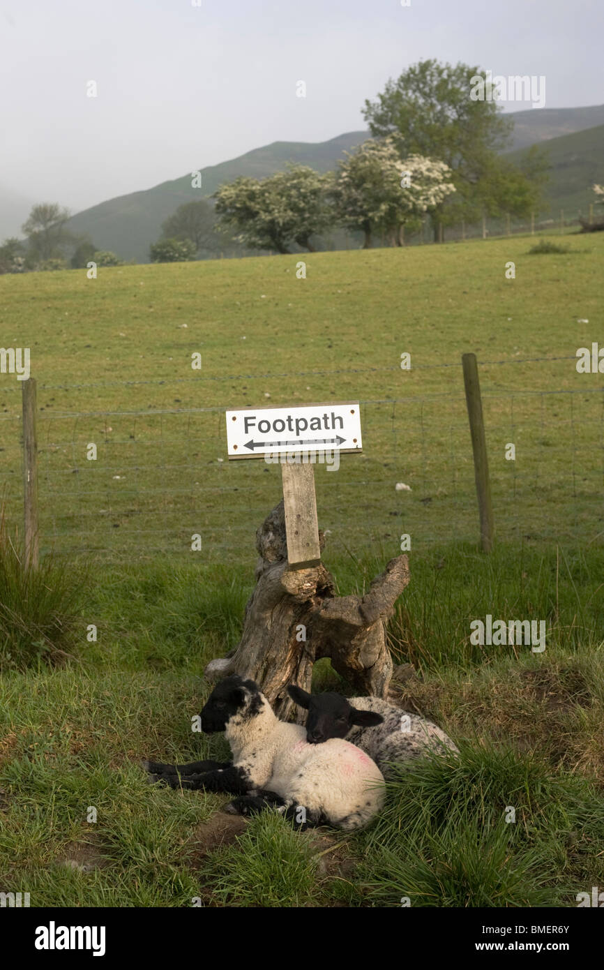 Vale of edale lambs hi-res stock photography and images - Alamy