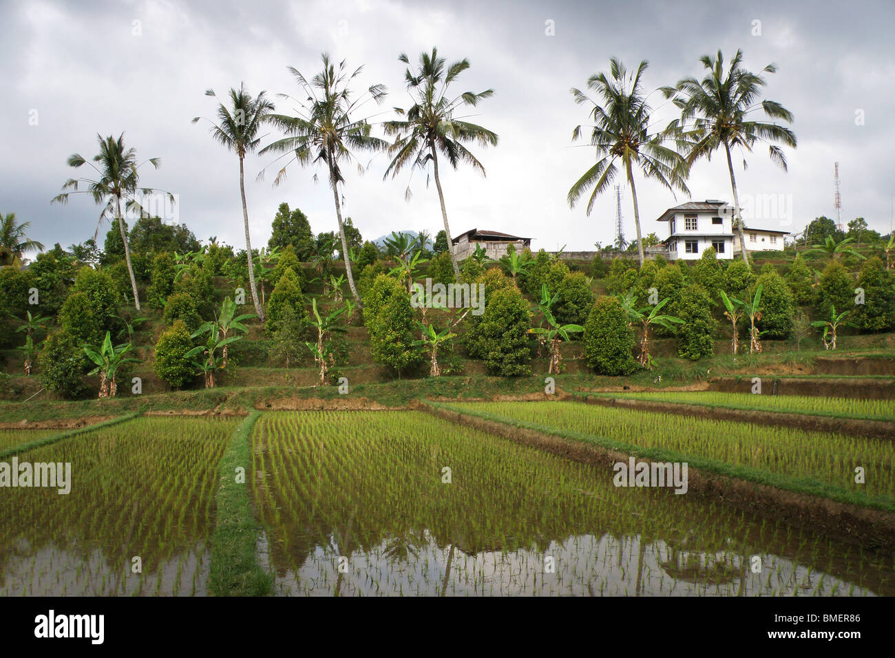 rice fields, Bali, Indonesia Stock Photo - Alamy