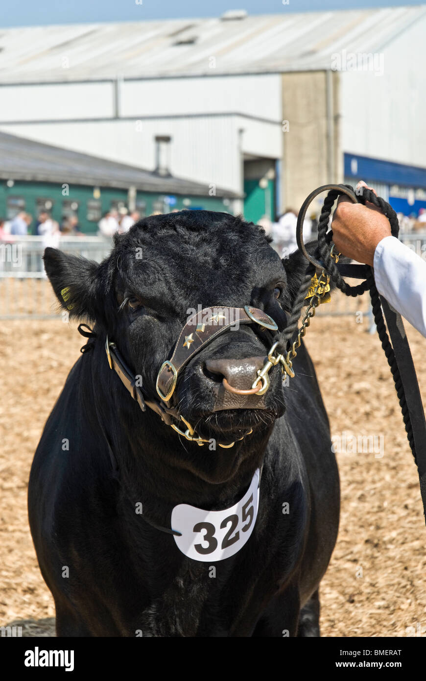 Bull being shown at the Bath and West Show Stock Photo - Alamy
