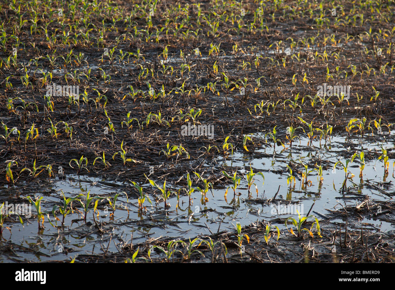 New Palestine, Indiana - A corn crop on a farm in central Indiana Stock ...