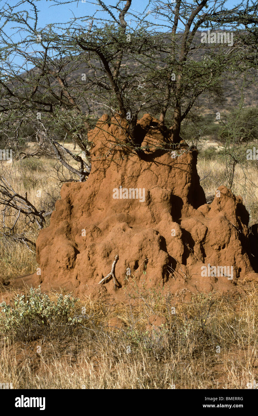 Termite mound (Macrotermes sp.) in semi-desert Kenya Stock Photo - Alamy