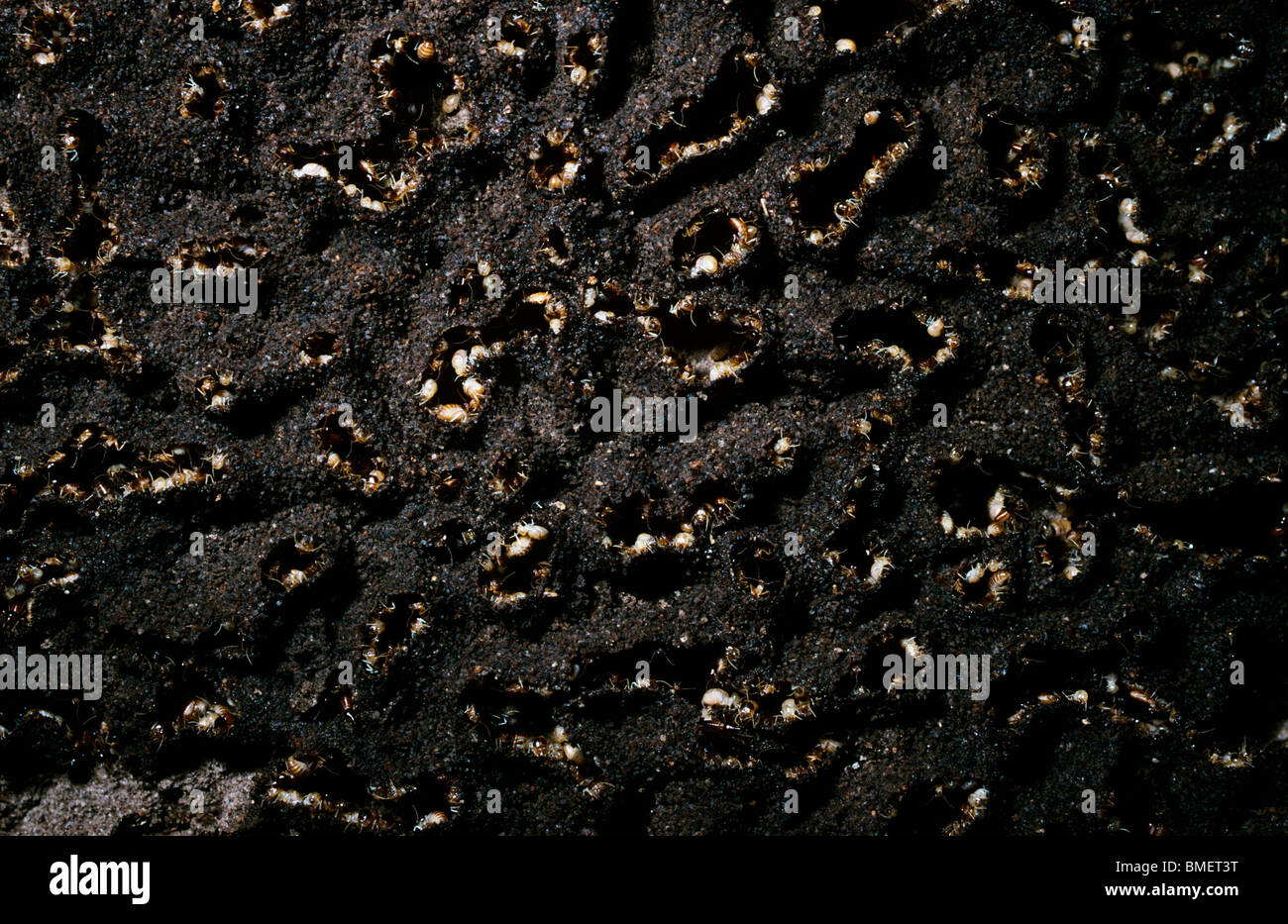 Termite workers (Nasutitermes ephratae) have breached the surface of ...